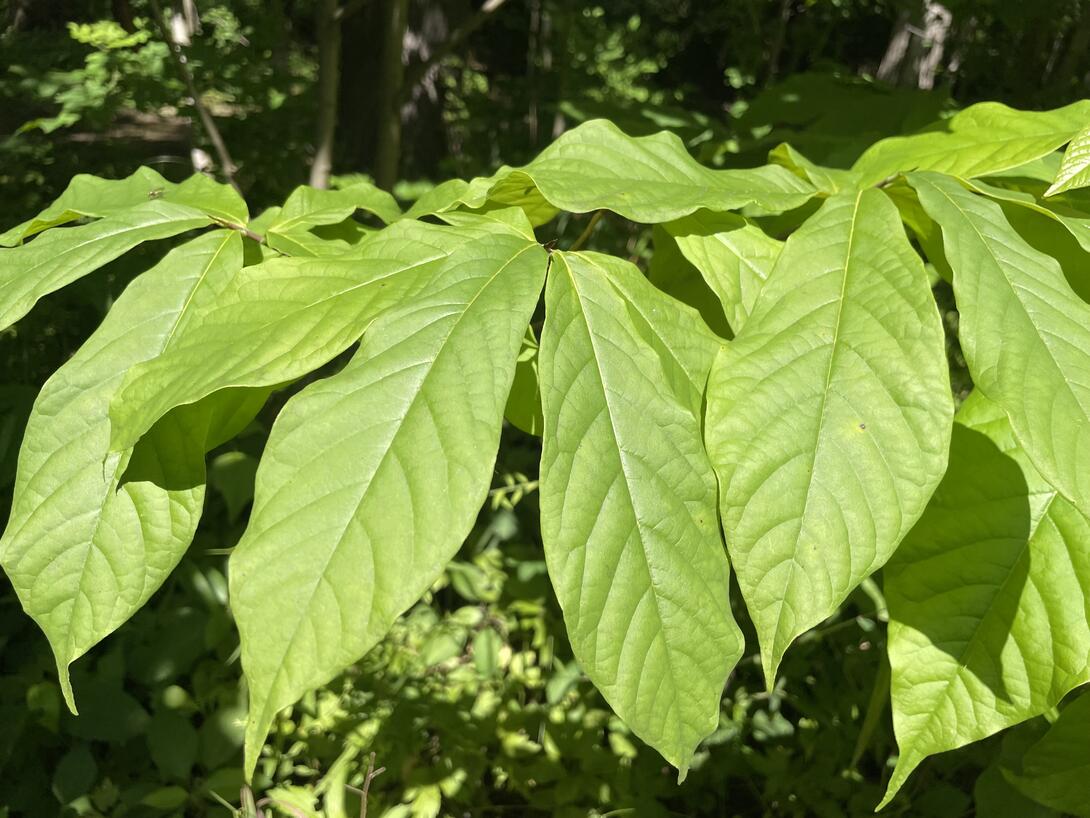 Paw-Paw | CMP Tree Selection Tool